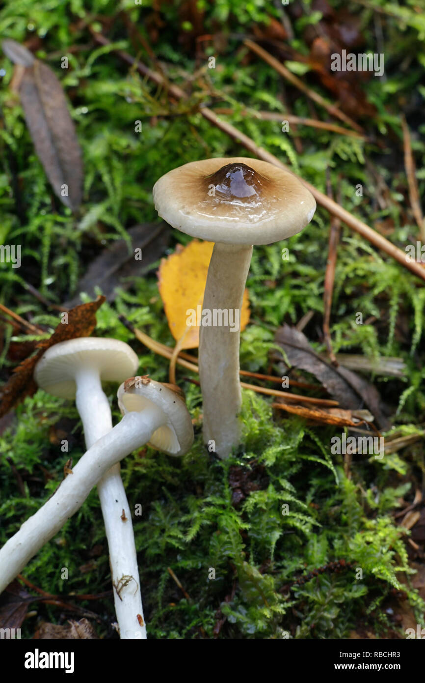 Slimy sheathed waxy cap hi-res stock photography and images - Alamy
