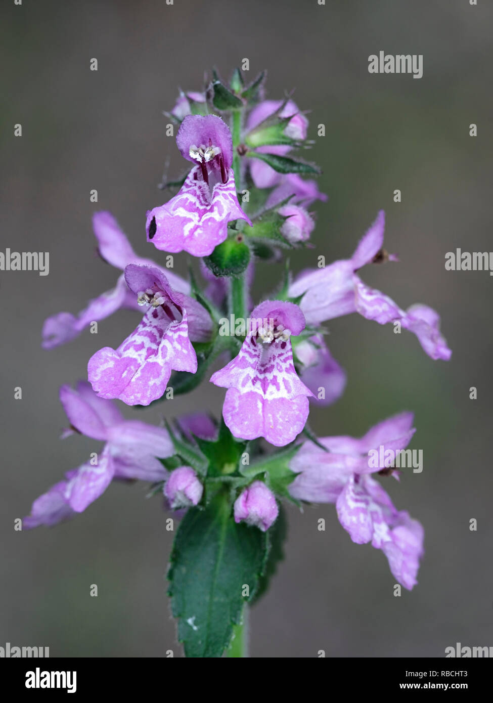 Marsh hedge nettle stachys palustris hi-res stock photography and ...