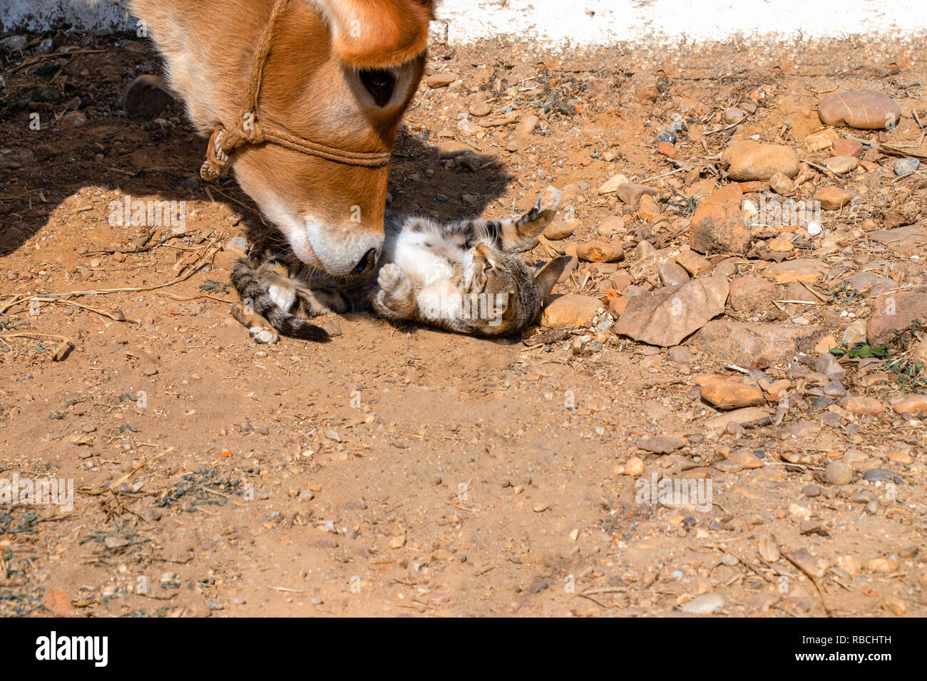 Cow and cat playing together outside the stall Stock Photo - Alamy
