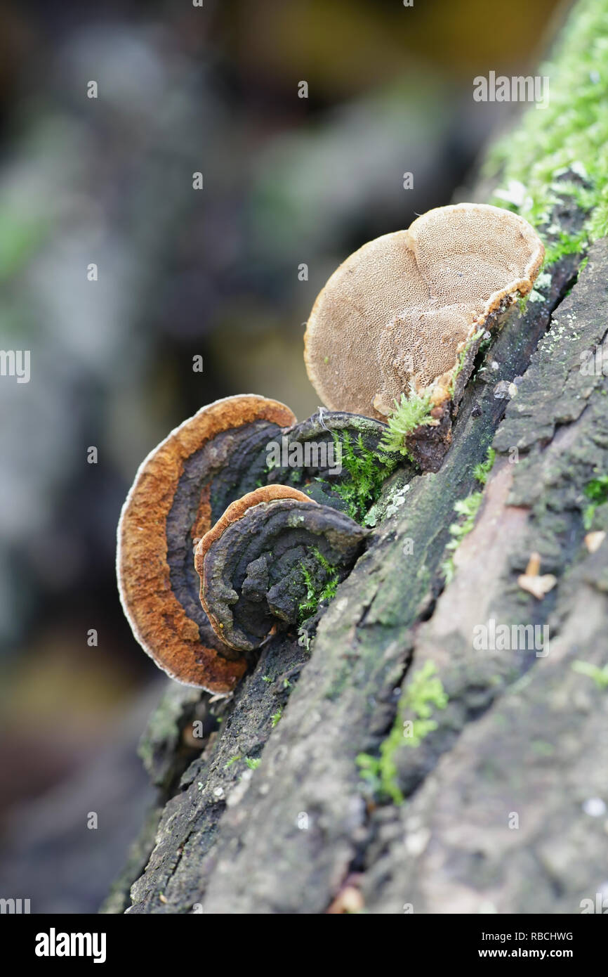 Phellinopsis conchata hi-res stock photography and images - Alamy