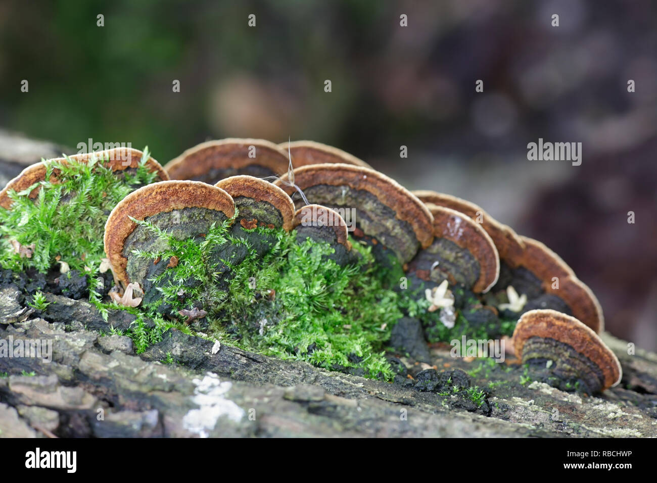 Willow bracket fungus, Phellinopsis conchata Stock Photo - Alamy