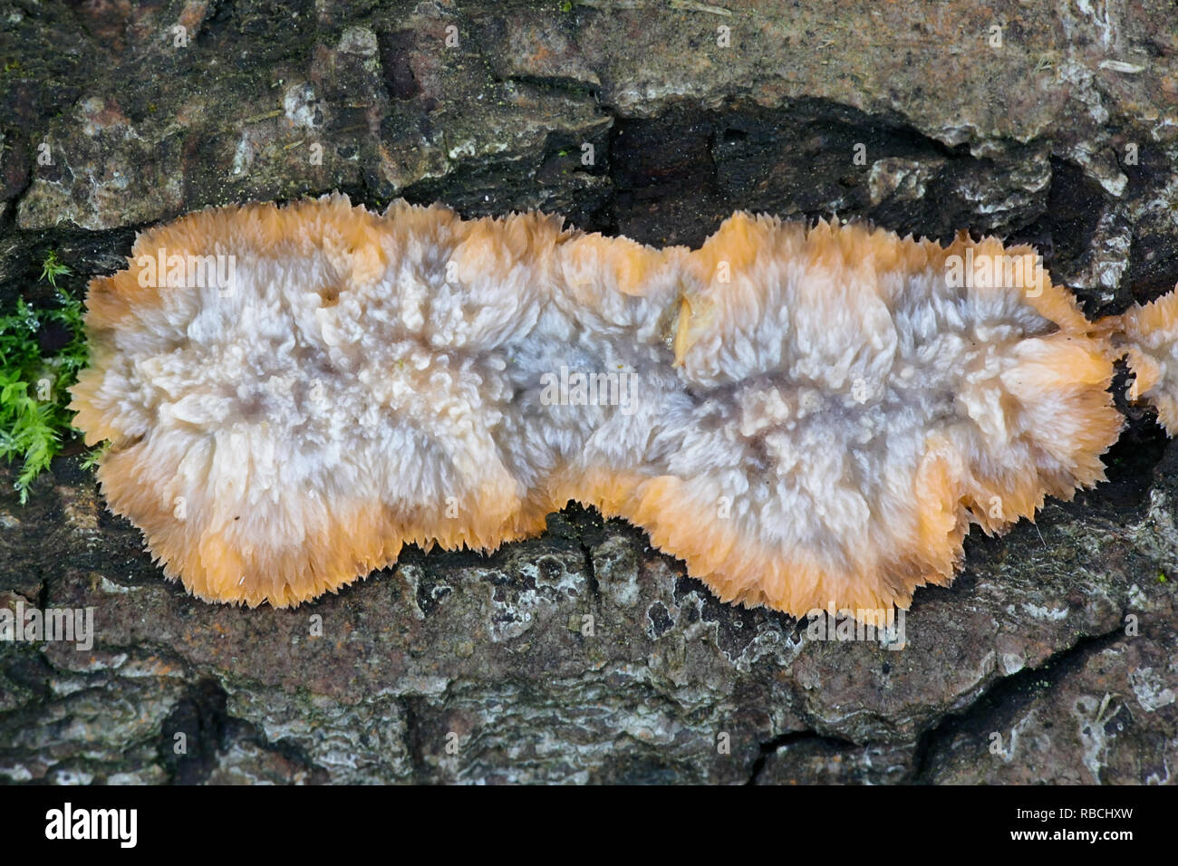 Phlebia radiata, commonly known as the wrinkled crust fungus Stock ...