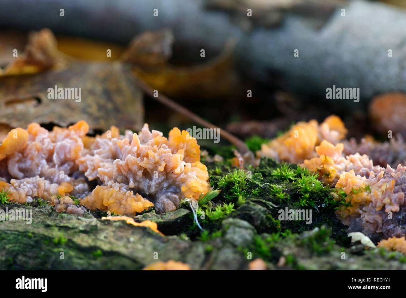 Phlebia radiata, commonly known as the wrinkled crust fungus Stock ...