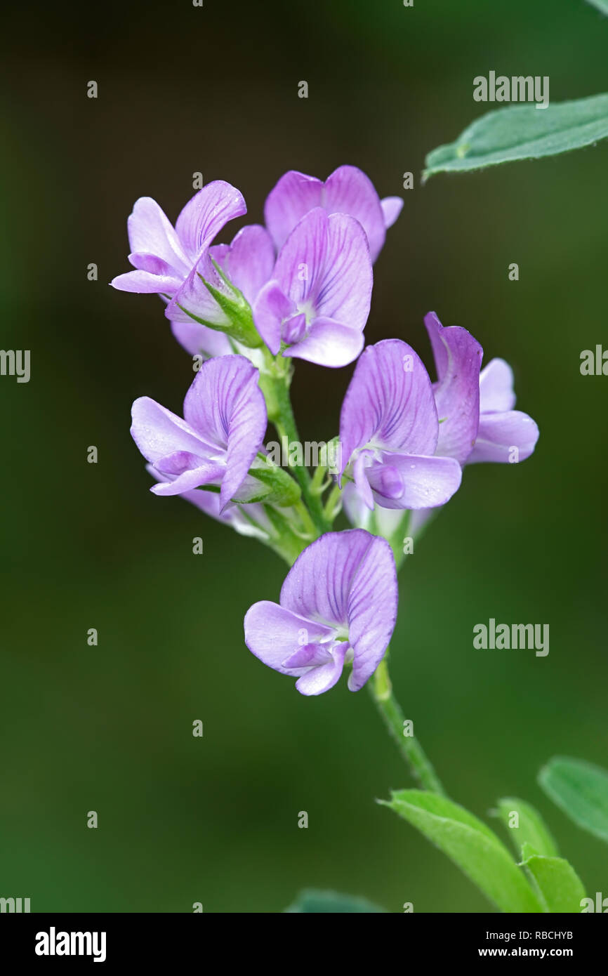Alfalfa, also called lucerne, Medicago sativa, an edible flower growing ...