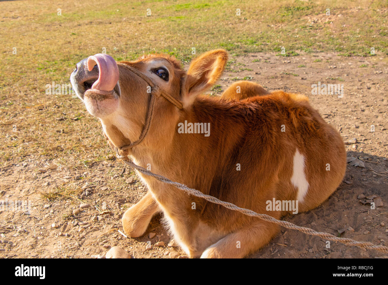 Cow calf setting outside the stall and playing with own tongue Stock ...