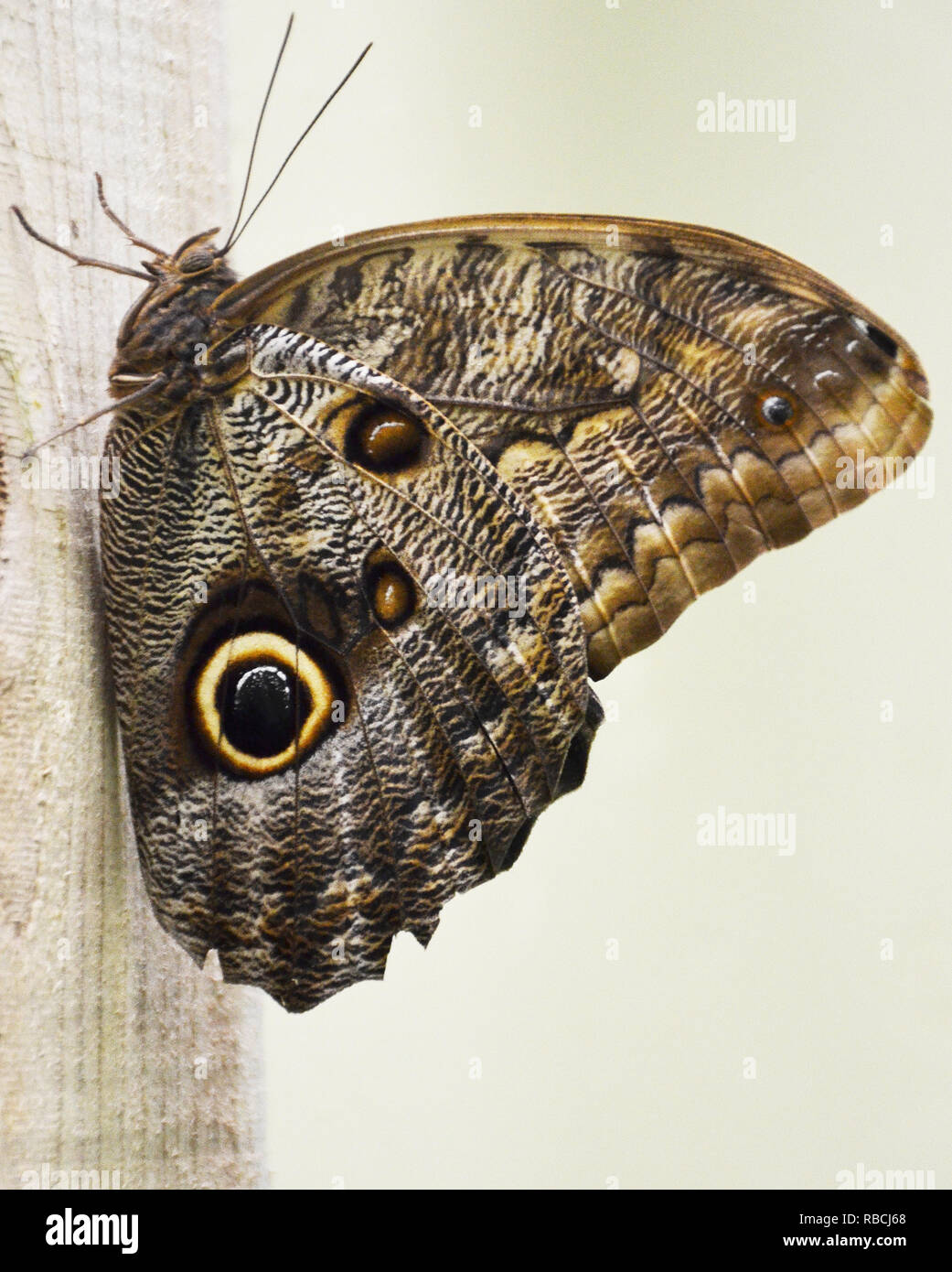 Forest Giant Owl Butterfly (Caligo eurilochus Stock Photo - Alamy