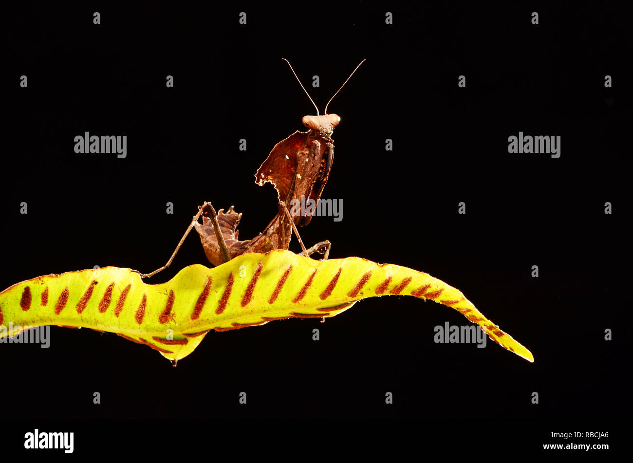 Ghost Mantis (Phyllocrania paradoxa Stock Photo - Alamy