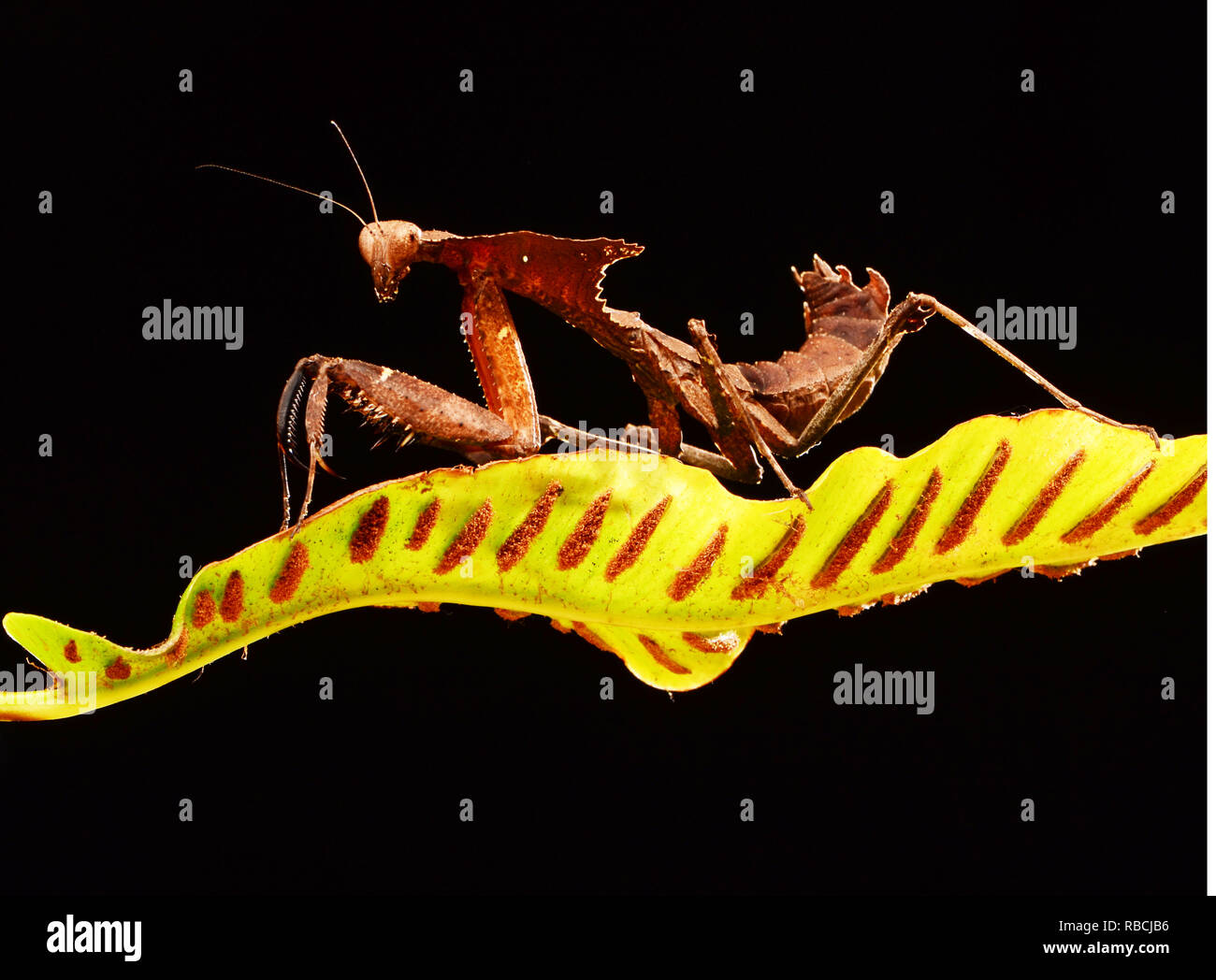Ghost Mantis (Phyllocrania paradoxa Stock Photo - Alamy
