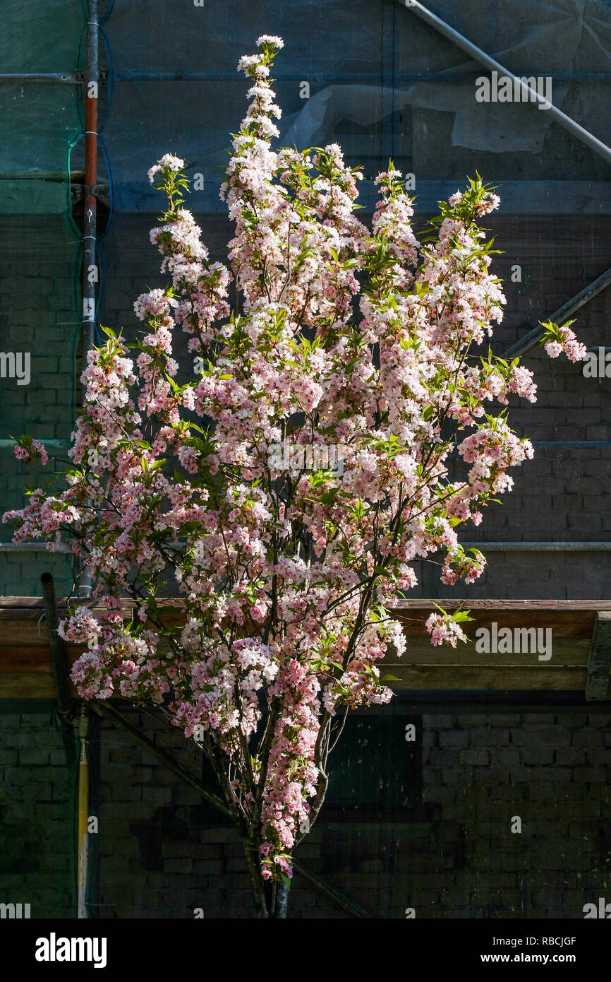 Flowering trees, Prenzlauerberg district, Berlin, Germany Stock Photo ...