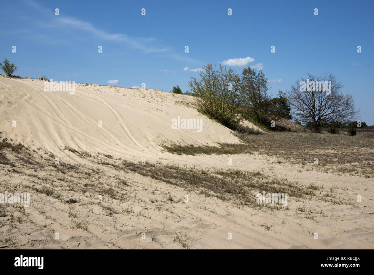 The inland sand dune in Wilderness Jüterbog in Northeastern Germany is ...