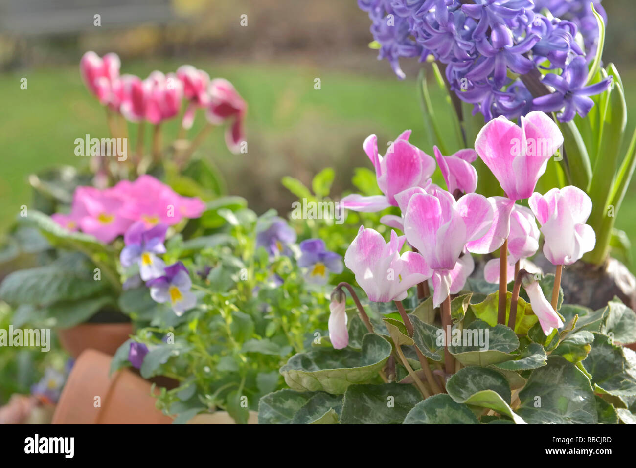 close on beautiful spring pink flowers in garden Stock Photo - Alamy