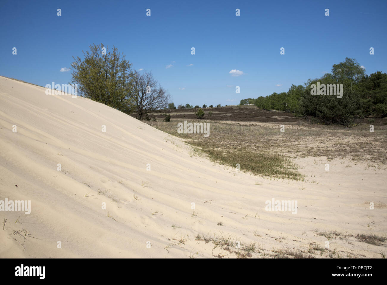 The inland sand dune in Wilderness Jüterbog in Northeastern Germany is ...
