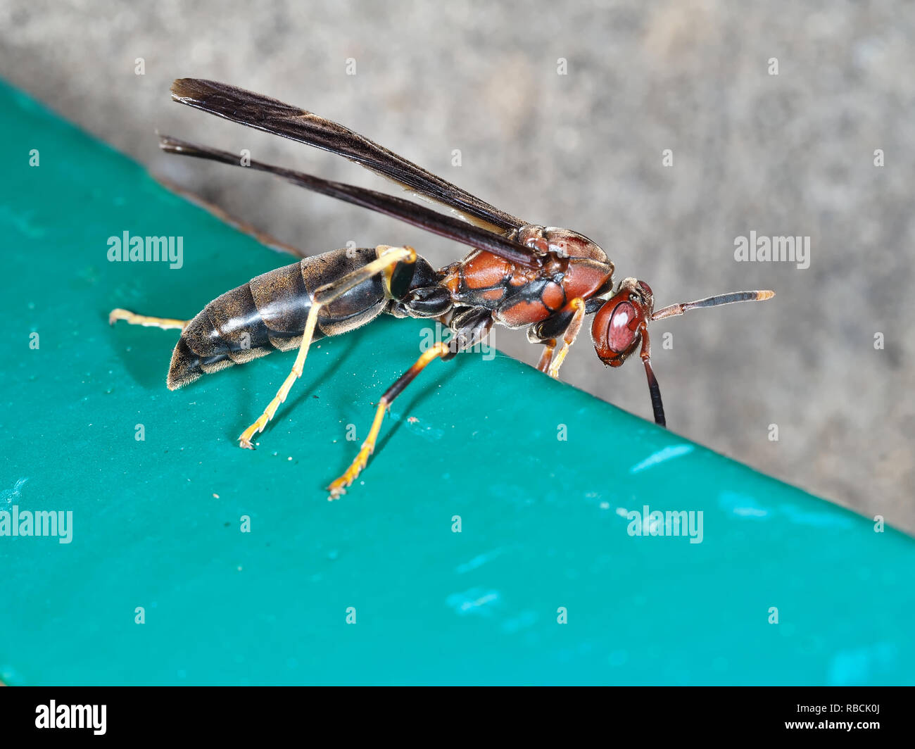 Paper wasp Polistes annularis in Texas, USA Stock Photo - Alamy