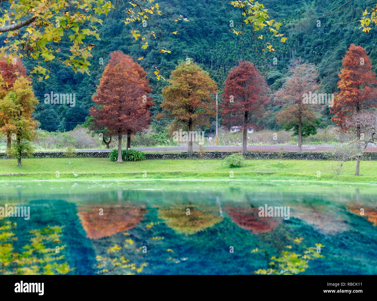 The Classic blad cypress scene of the Taiwan bald cypress trees ...