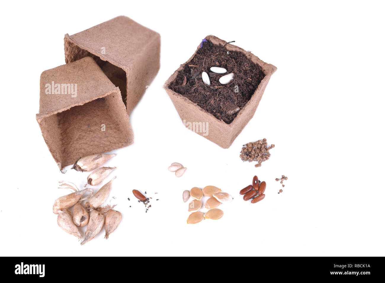 seedling in bucket and seeds on white background Stock Photo - Alamy