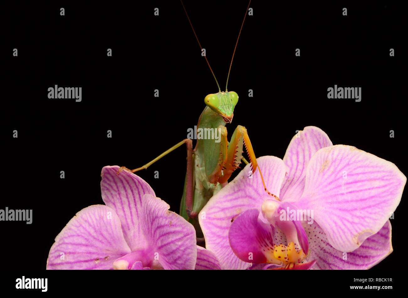 African Lined Mantis (Sphodromantis lineola Stock Photo - Alamy