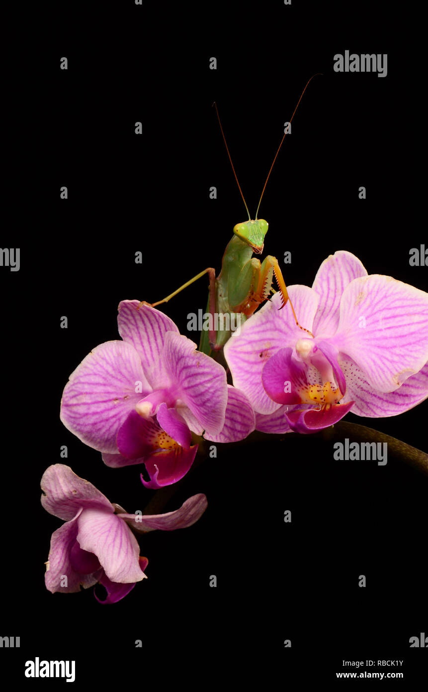African Lined Mantis (Sphodromantis lineola Stock Photo - Alamy