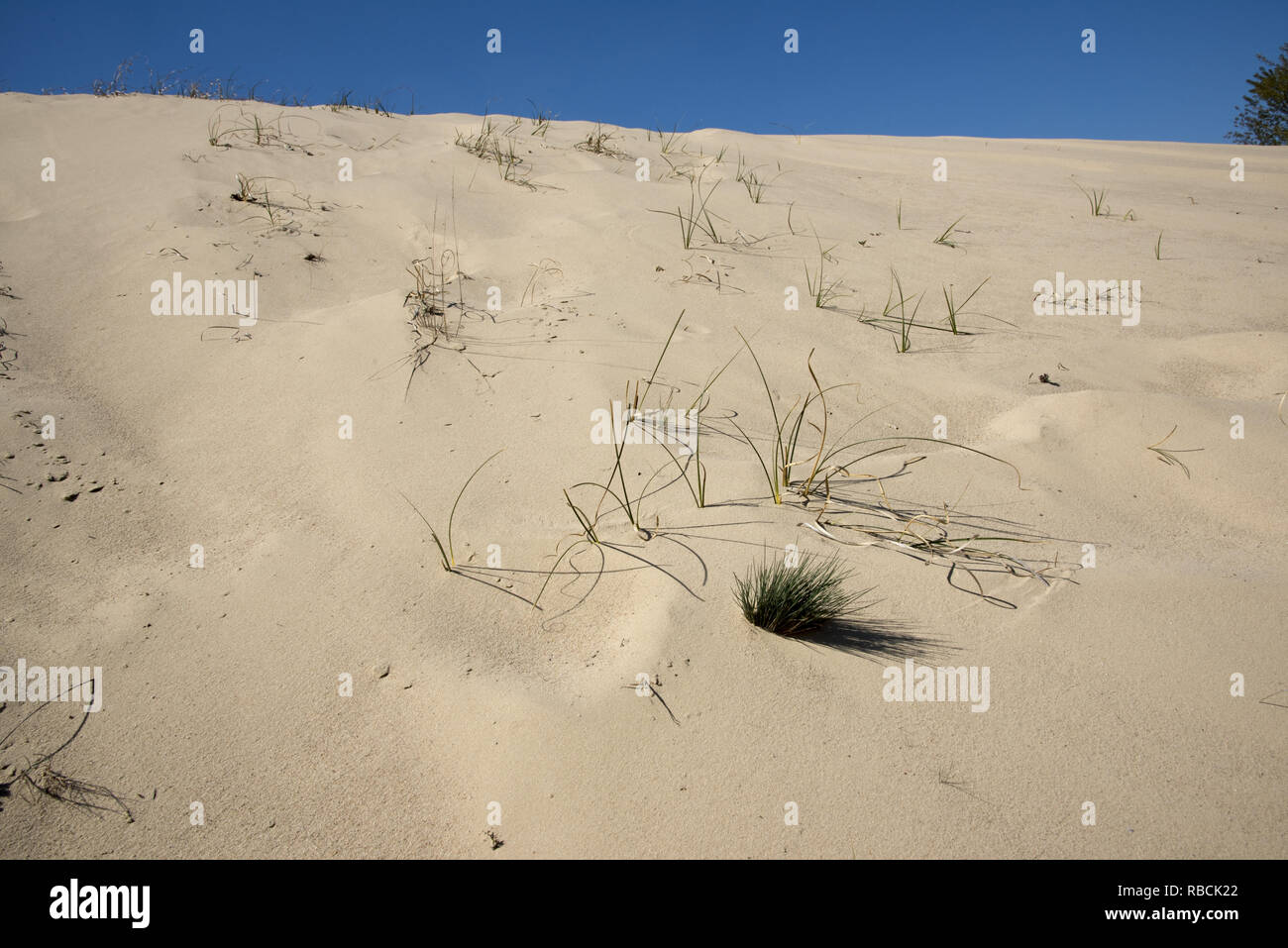 Sand sedge is stabilizing the inland dune in Wilderness Jüterbog in ...