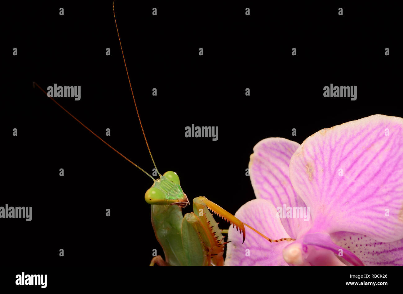 African Lined Mantis (Sphodromantis lineola Stock Photo - Alamy