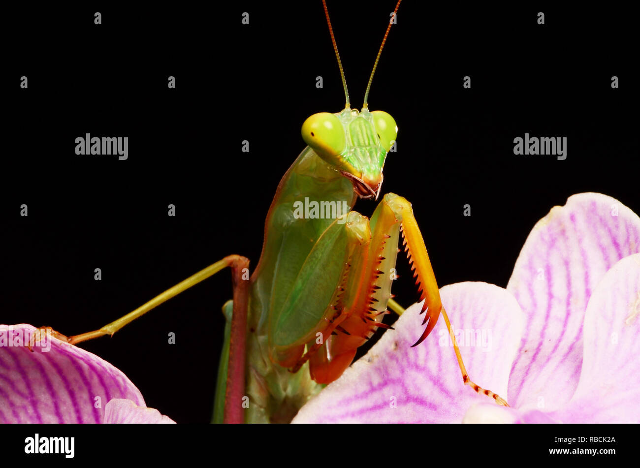 African Lined Mantis (Sphodromantis lineola Stock Photo - Alamy