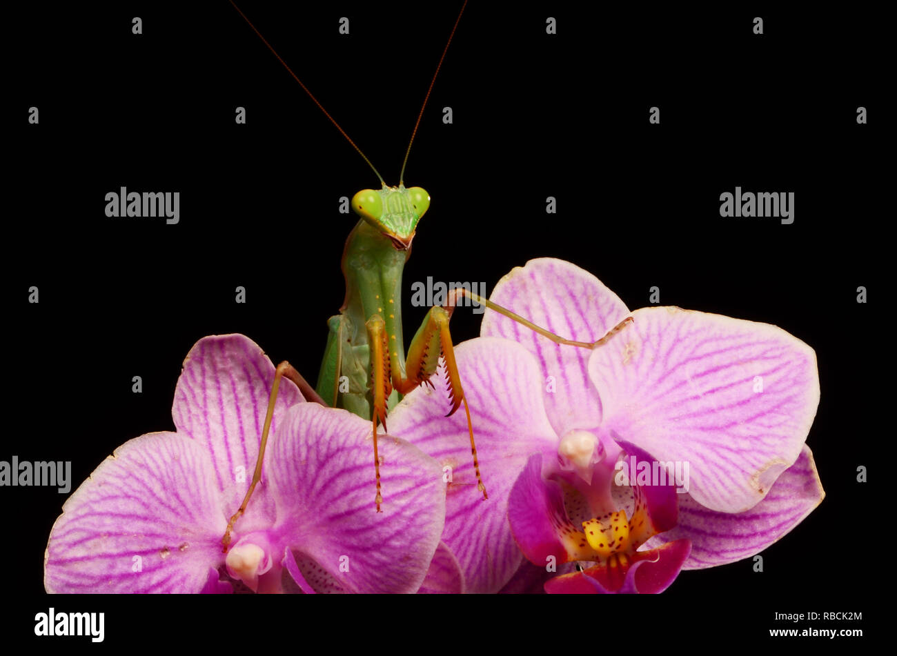 Sphodromantis lineola hi-res stock photography and images - Alamy