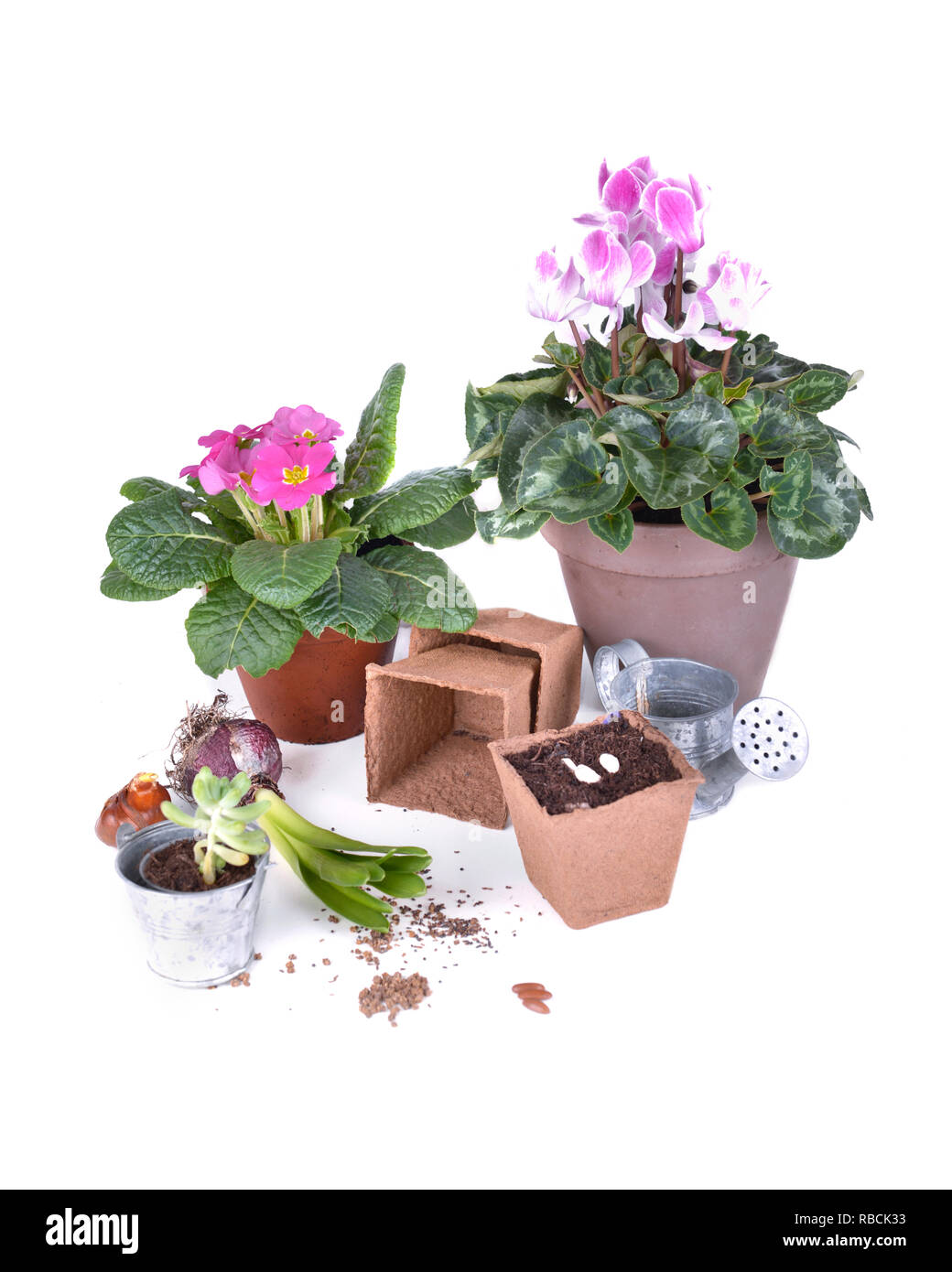 spring flowers potted and seedlings on white background Stock Photo - Alamy