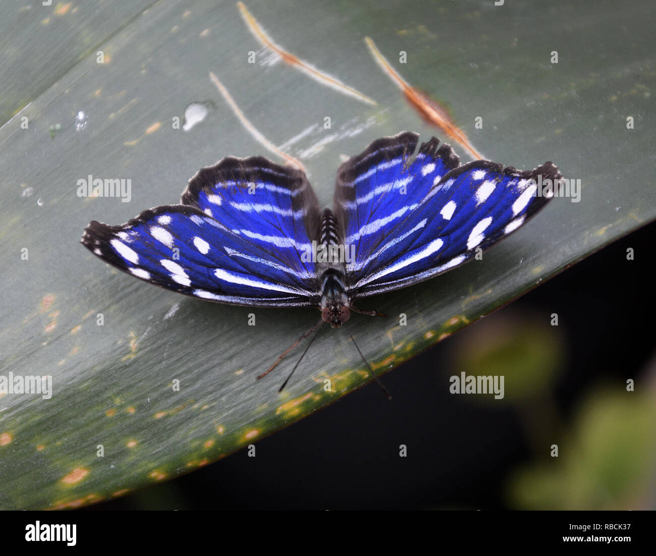 Blue-Banded Purplewing Butterfly (Myscelia cyaniris Stock Photo - Alamy