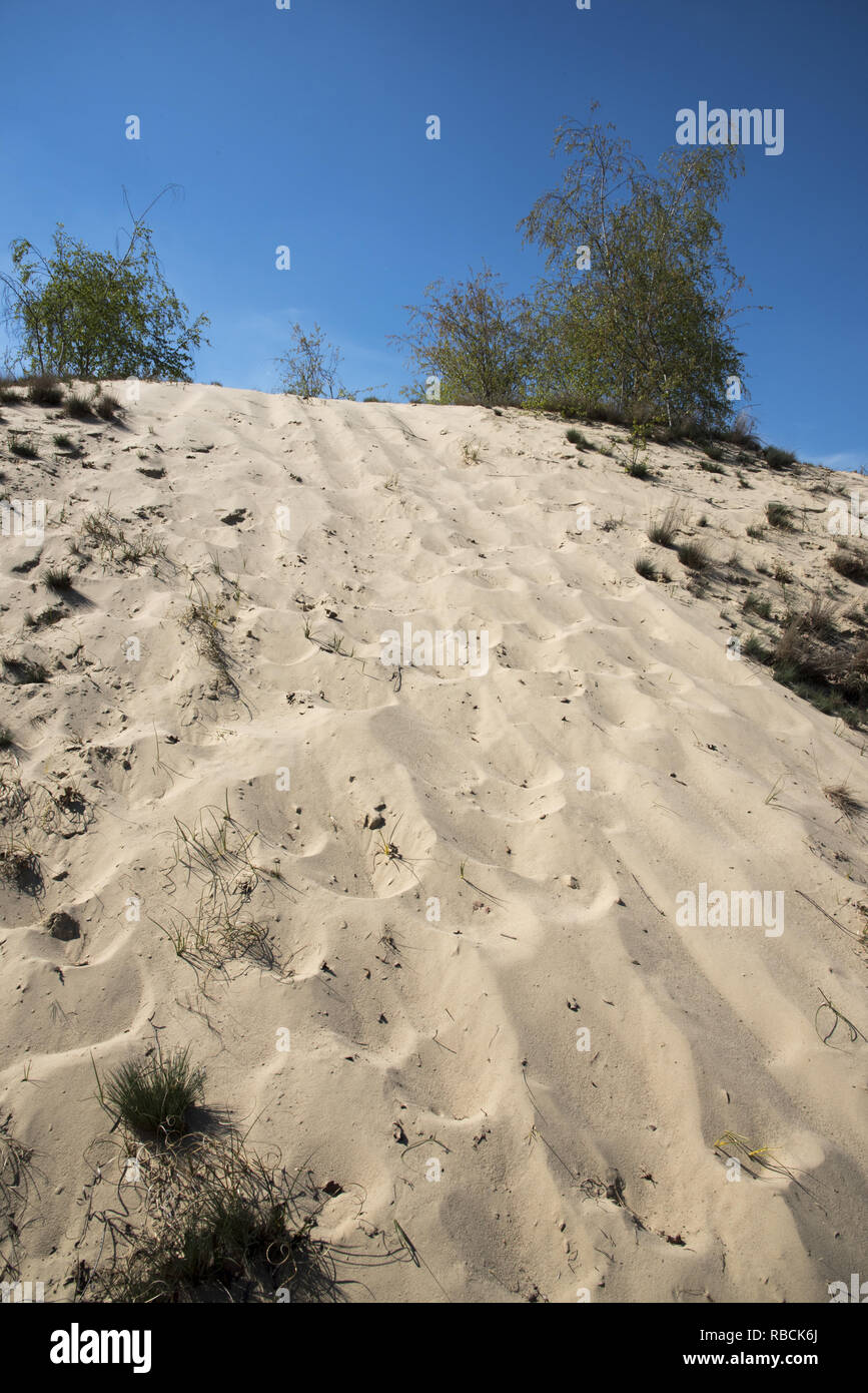 The inland sand dune in Wilderness Jüterbog in Northeastern Germany is ...