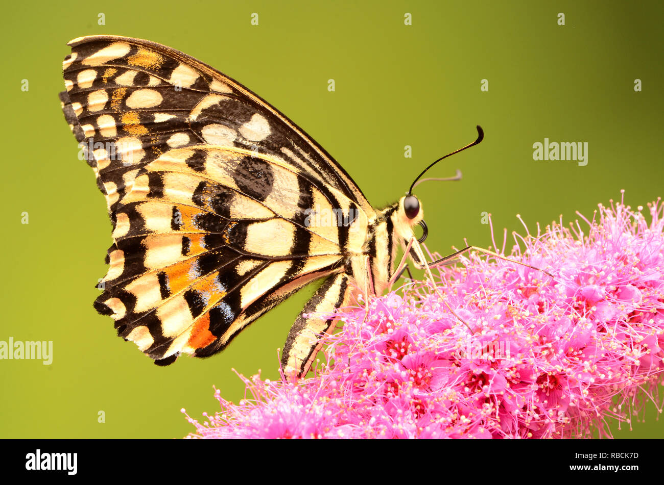 Lime Swallowtail Butterfly (Papilio demoleus Stock Photo - Alamy