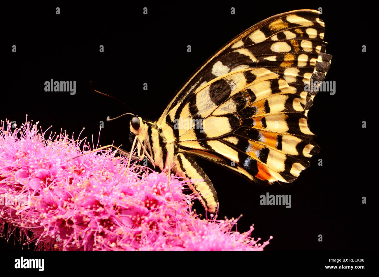 Lime Swallowtail Butterfly High Resolution Stock Photography and Images ...