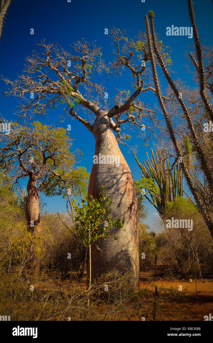 Landscape with Adansonia grandidieri baobab tree, Reniala national park ...