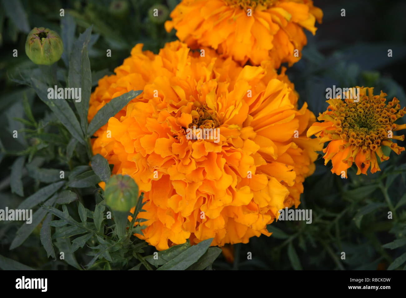 Marigold flower buds hi-res stock photography and images - Alamy