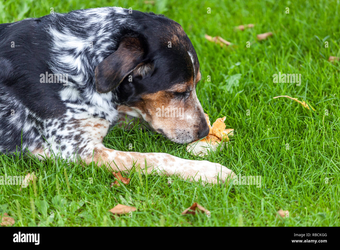 Spotted Dog In The Grass High Resolution Stock Photography and Images ...