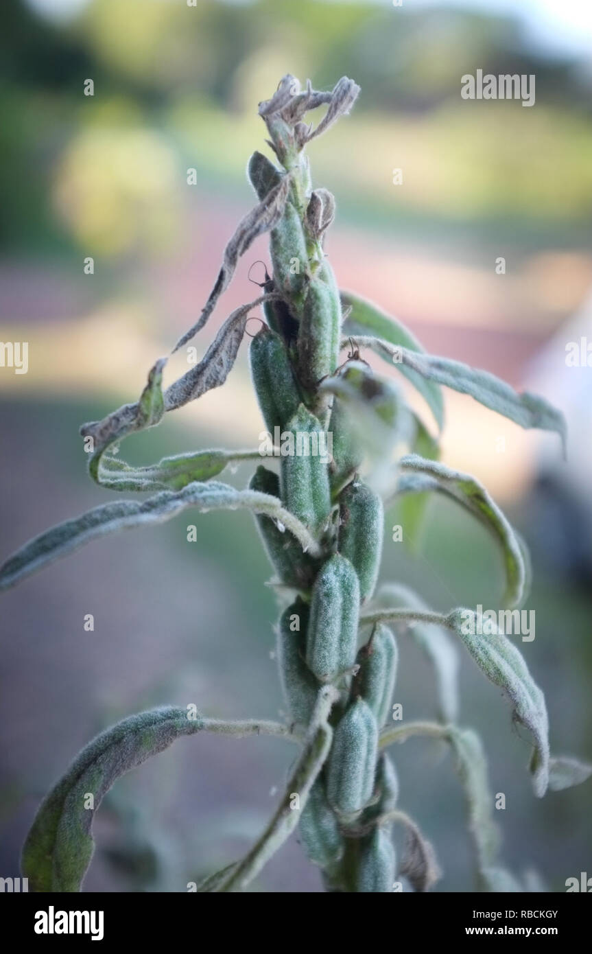 Sesamum orientale hi-res stock photography and images - Alamy