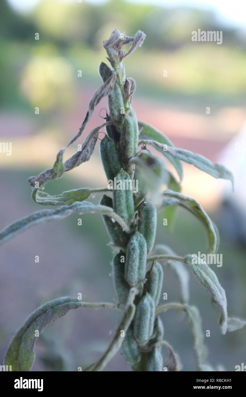 white Sasame seeds ,Sesamum orientale on tree Stock Photo - Alamy