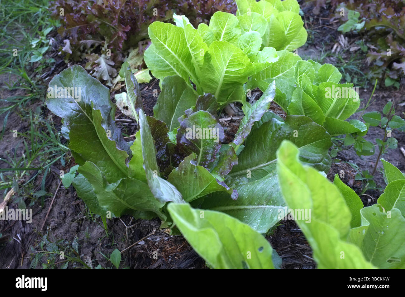 Mountain vegetable planting hi-res stock photography and images - Alamy