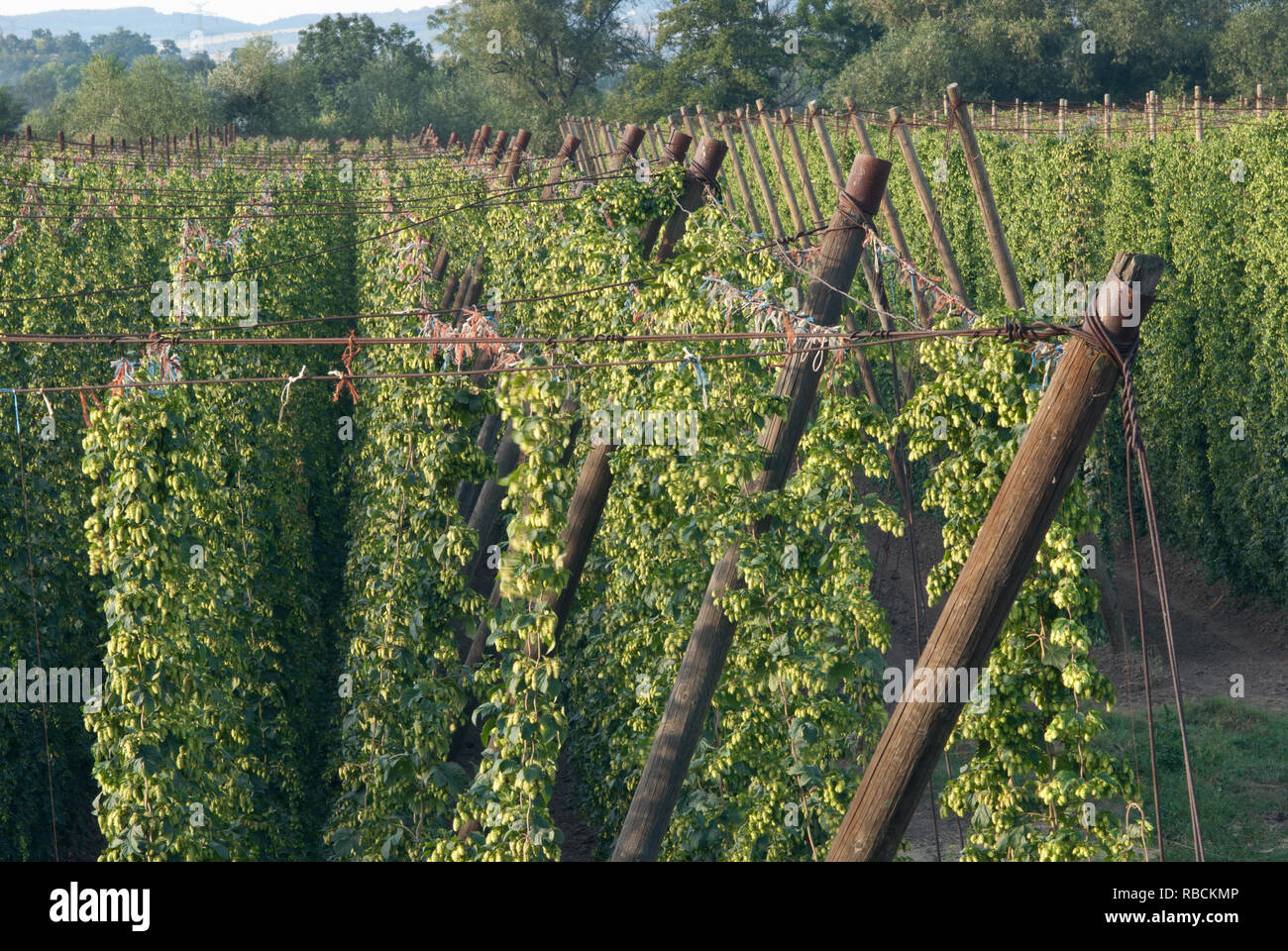 Detail of hop field before harvest. Czech Republic Stock Photo - Alamy