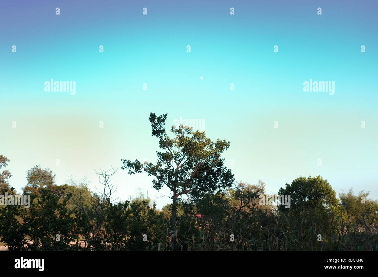 rice farm landscape Stock Photo - Alamy