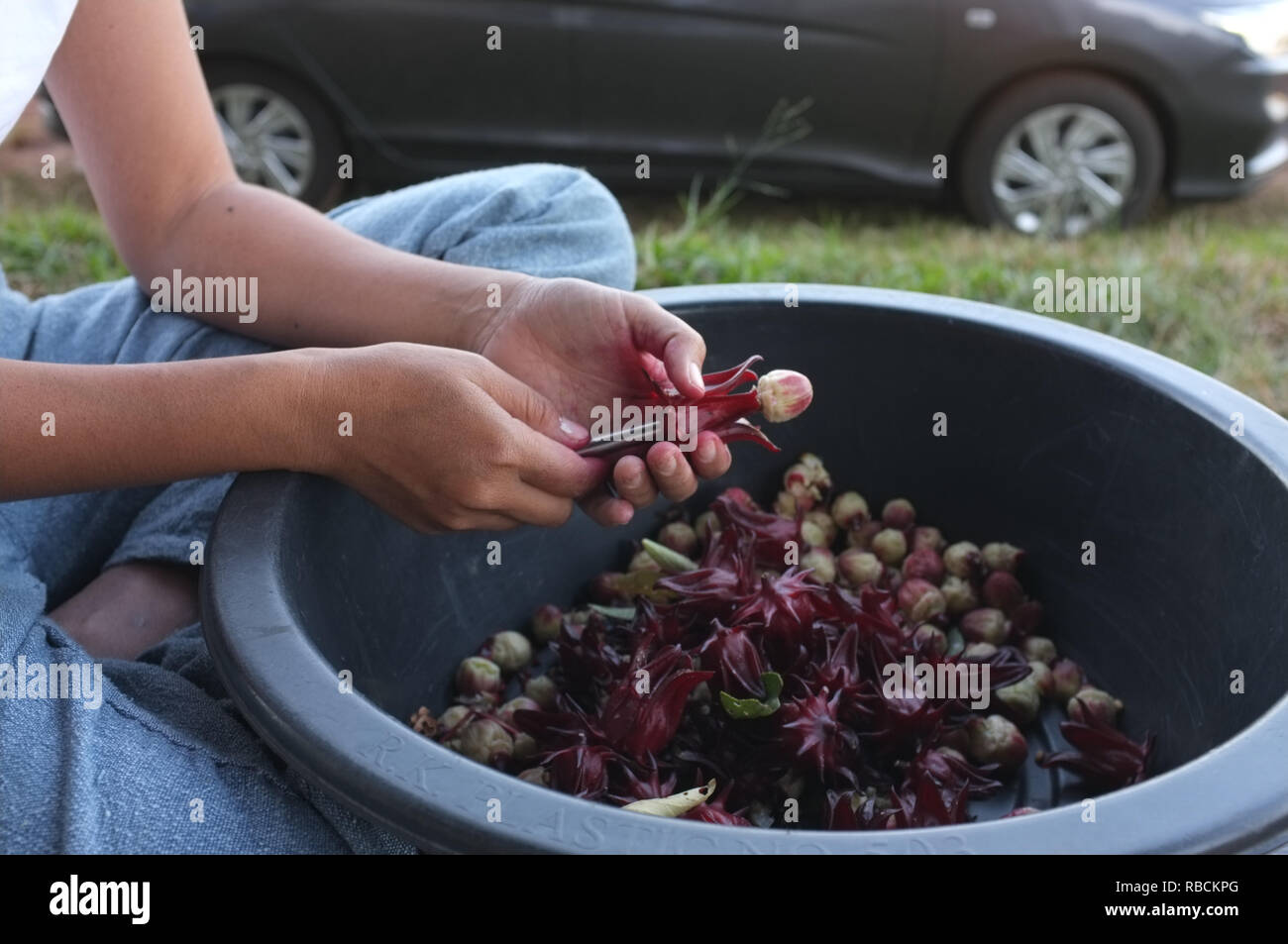 farmer harvesting organic fresh red roselle in the farm Stock Photo - Alamy
