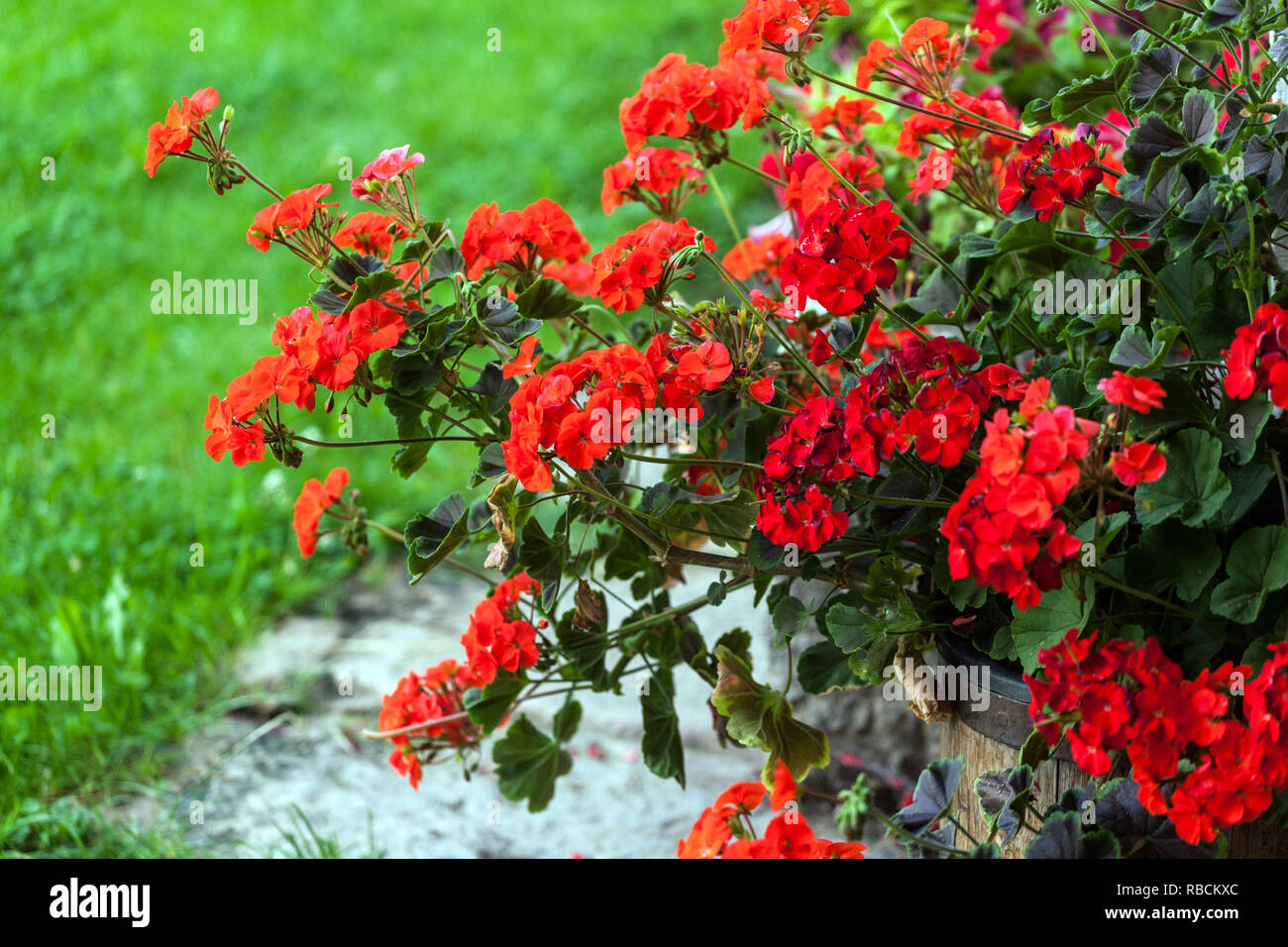 Red Geranium Red Pelargonium Pot Czech Cottage Garden Stock Photo - Alamy