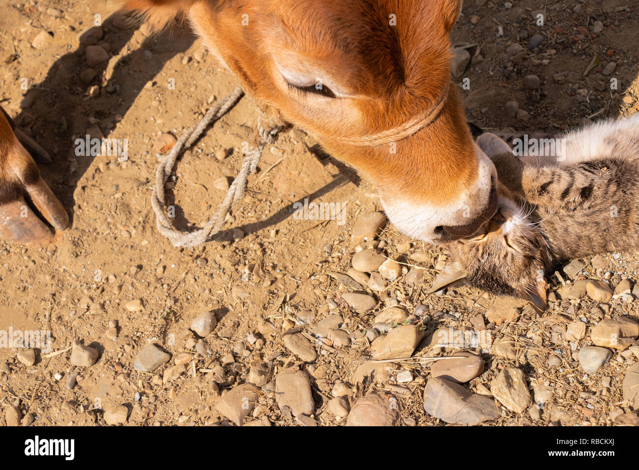 Cow and cat playing together outside the stall Stock Photo - Alamy
