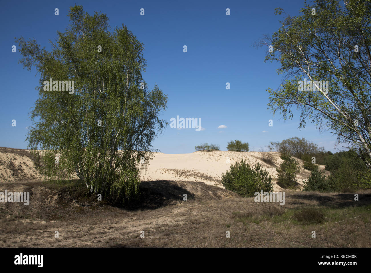 The inland sand dune in Wilderness Jüterbog in Northeastern Germany is ...