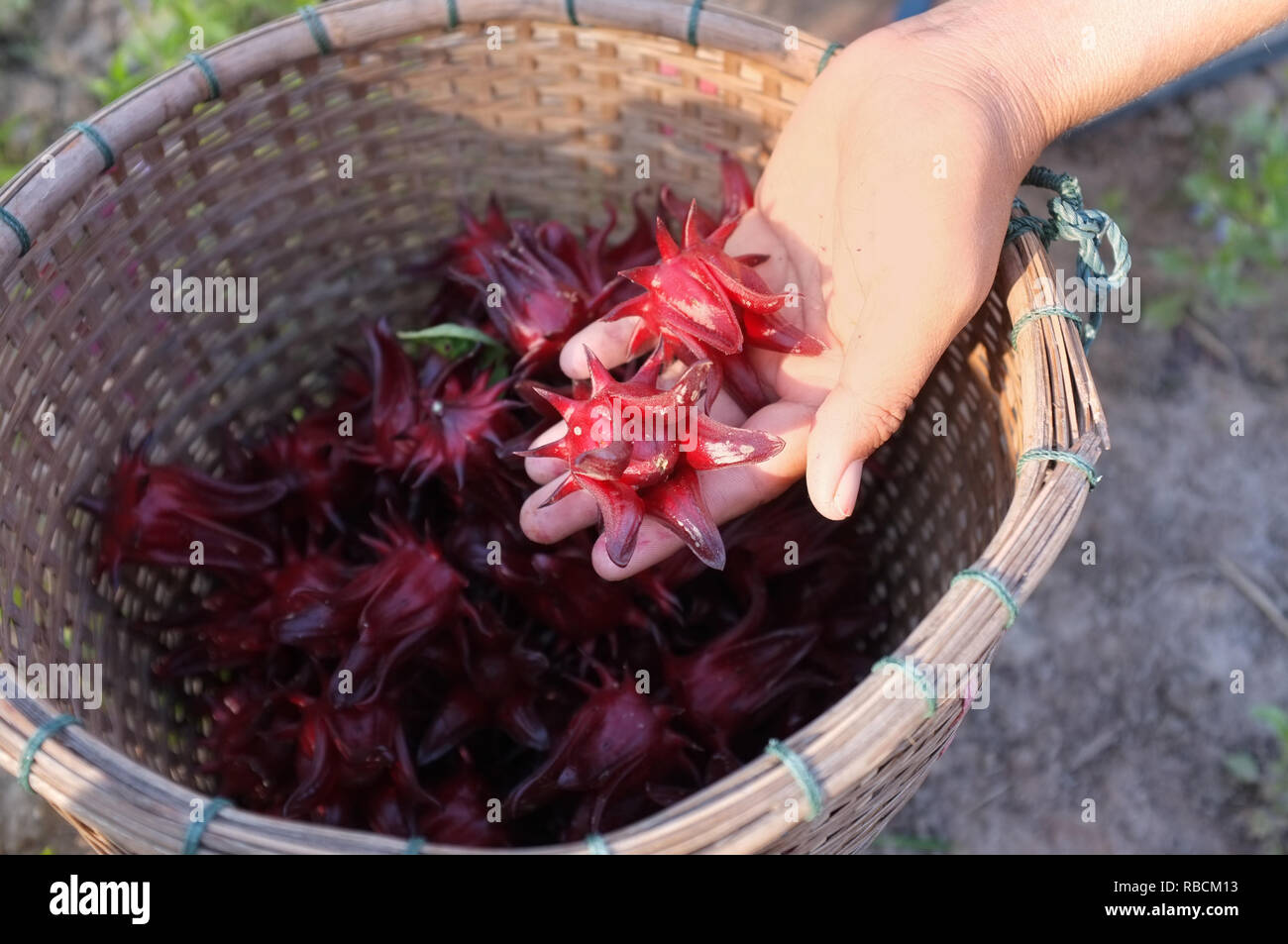 African farmer harvesting fruit hi-res stock photography and images - Alamy