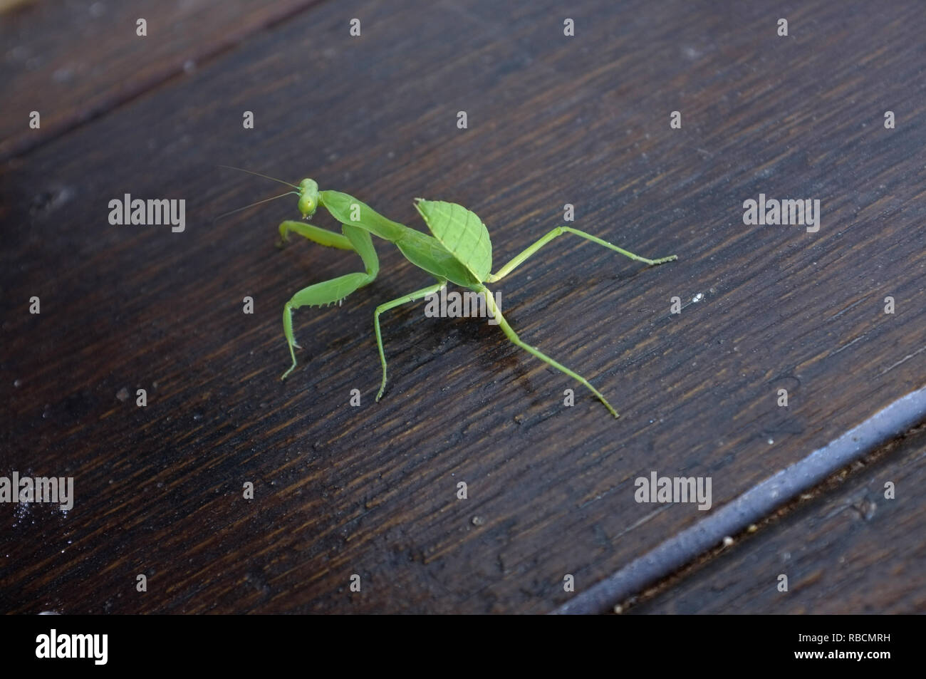 Focus of Preying Mantis Mantid Mantises on wooden floor Stock Photo - Alamy