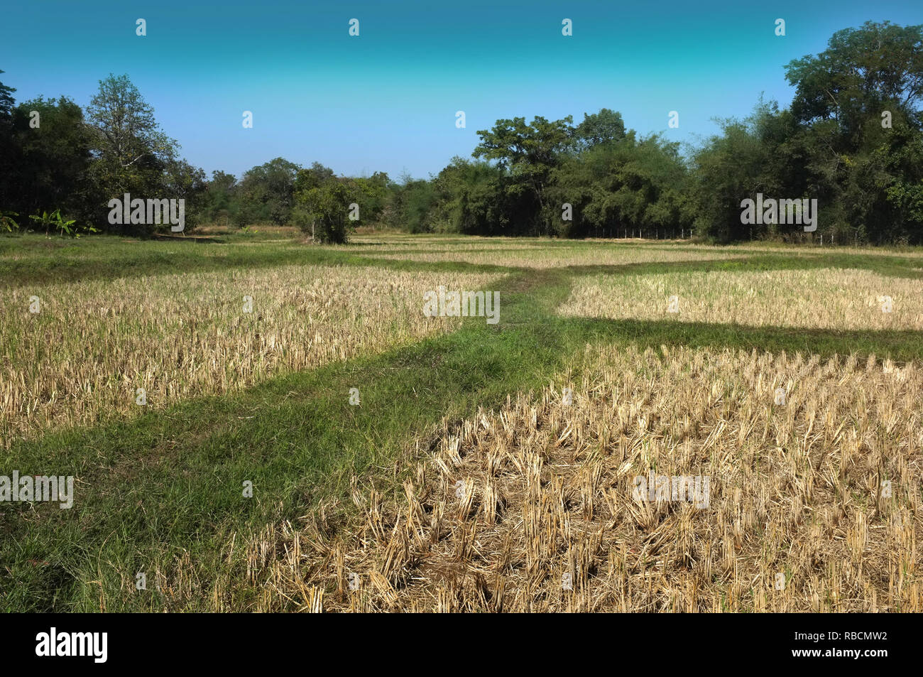 rice farm landscape Stock Photo - Alamy