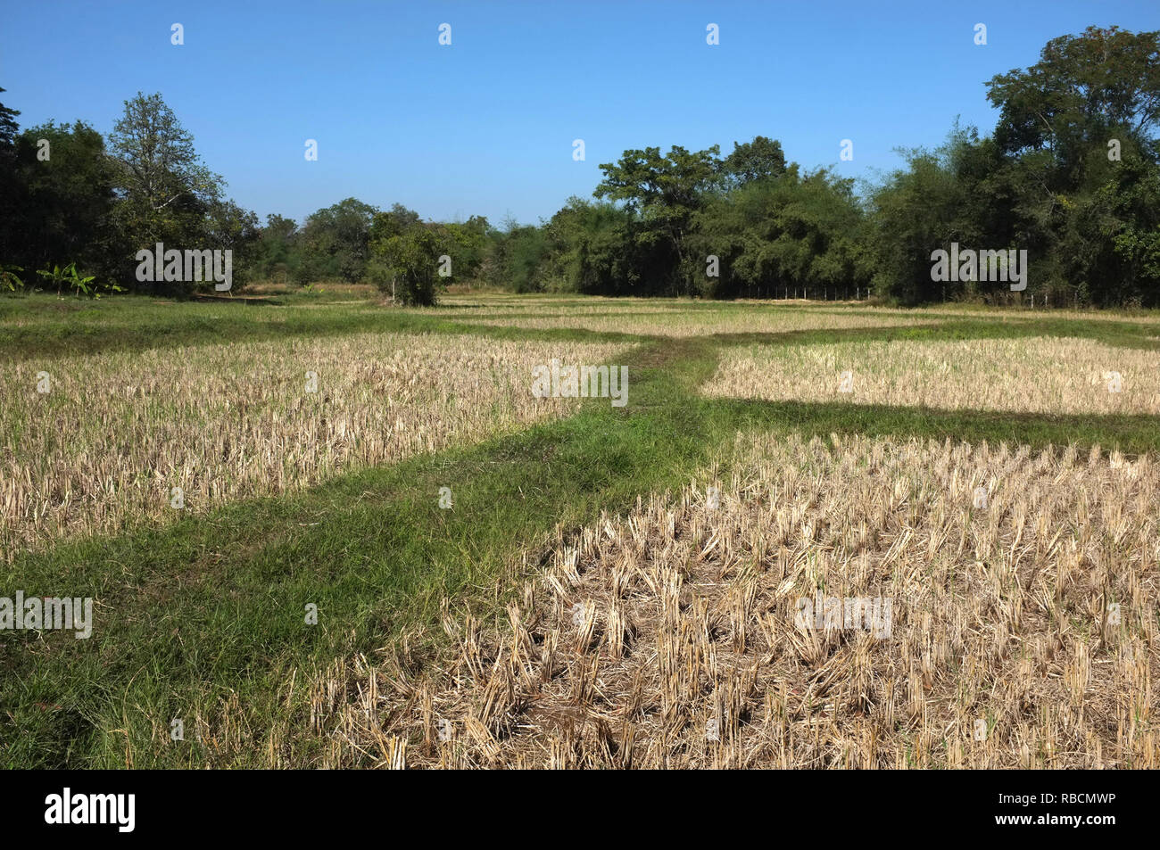 rice farm landscape Stock Photo - Alamy
