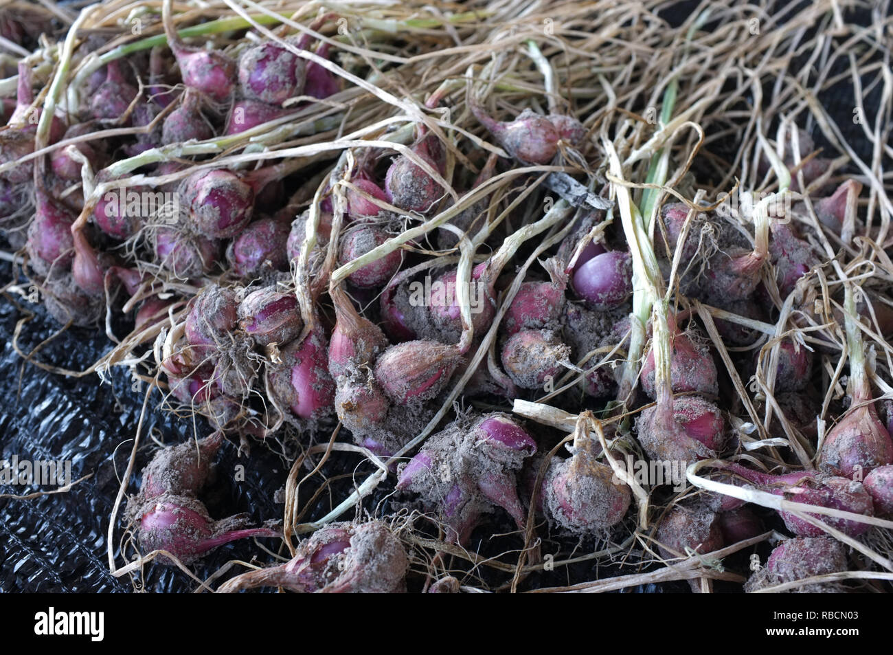 Field red onions hi-res stock photography and images - Alamy