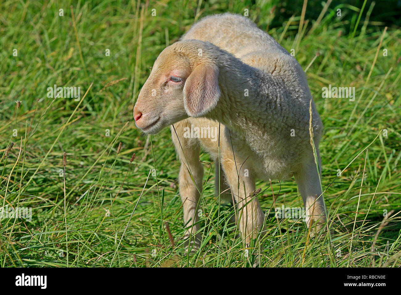 Sheep farming meat production hi-res stock photography and images - Alamy