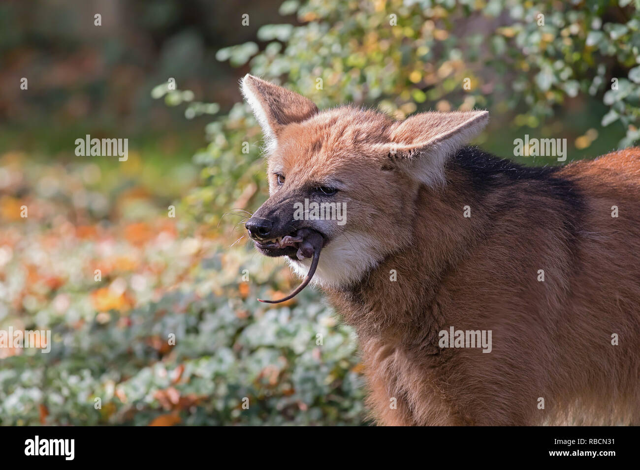 Maned rat or crested rat hi-res stock photography and images - Alamy