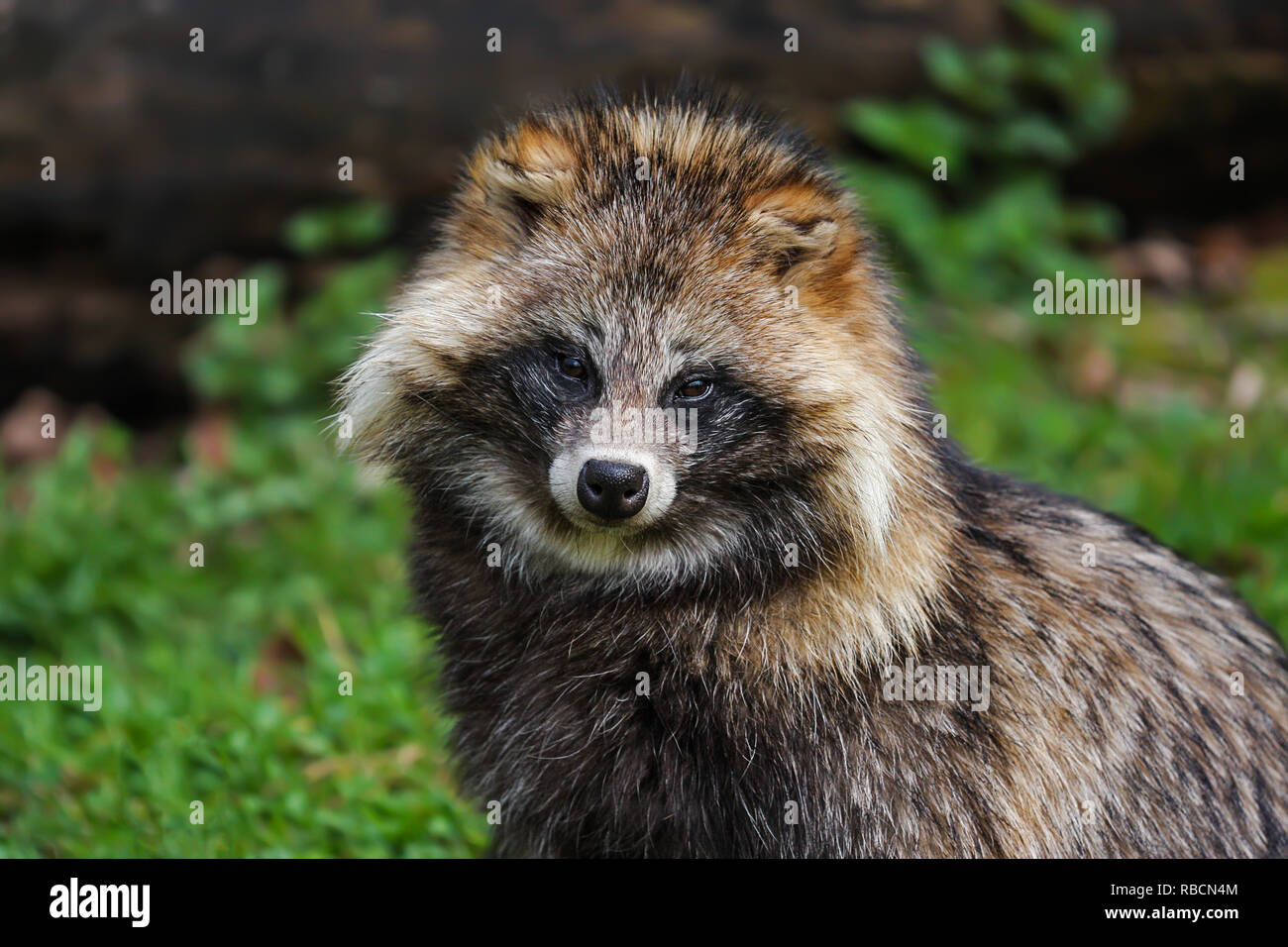Raccoon dogs hi-res stock photography and images - Alamy